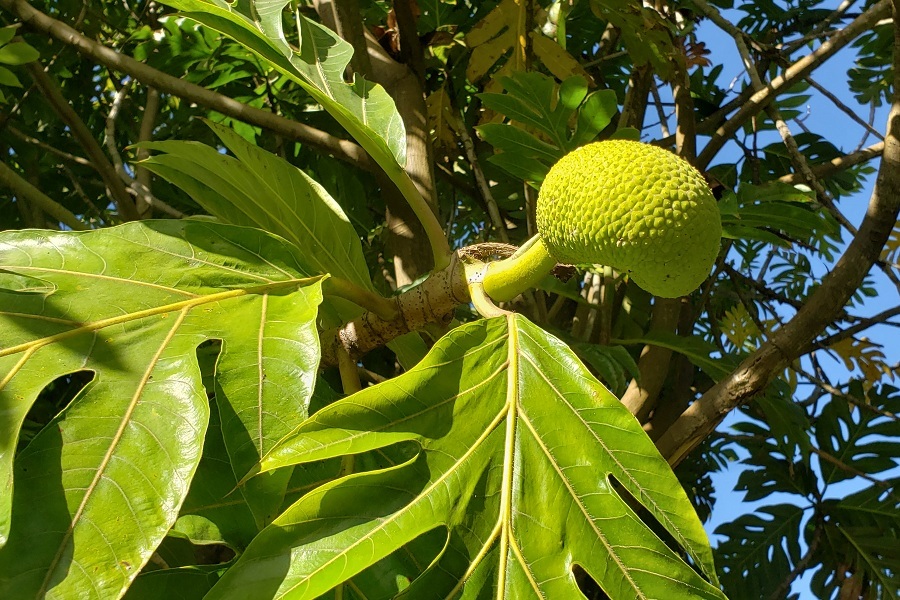 El sorprendente hallazgo de árbol que se creía que no existía en Chile ...
